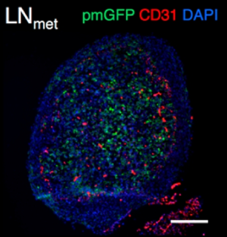 Our Research – Imaging Therapies and Cancer – The Fruhwirth Lab