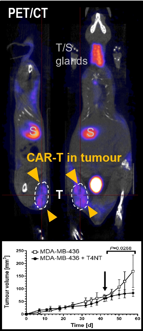 Engineering Cell Therapies – The Fruhwirth Lab