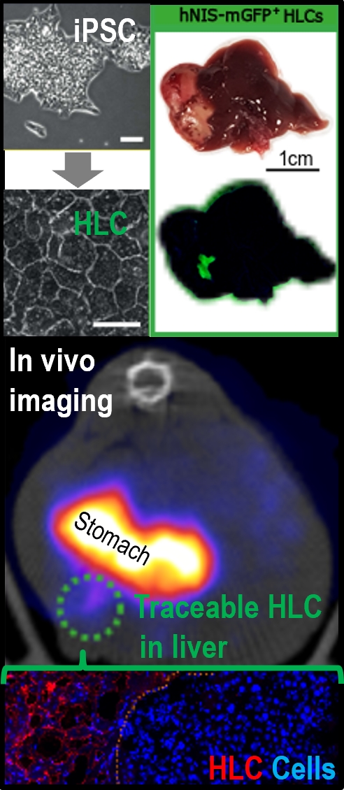 Engineering Cell Therapies – The Fruhwirth Lab